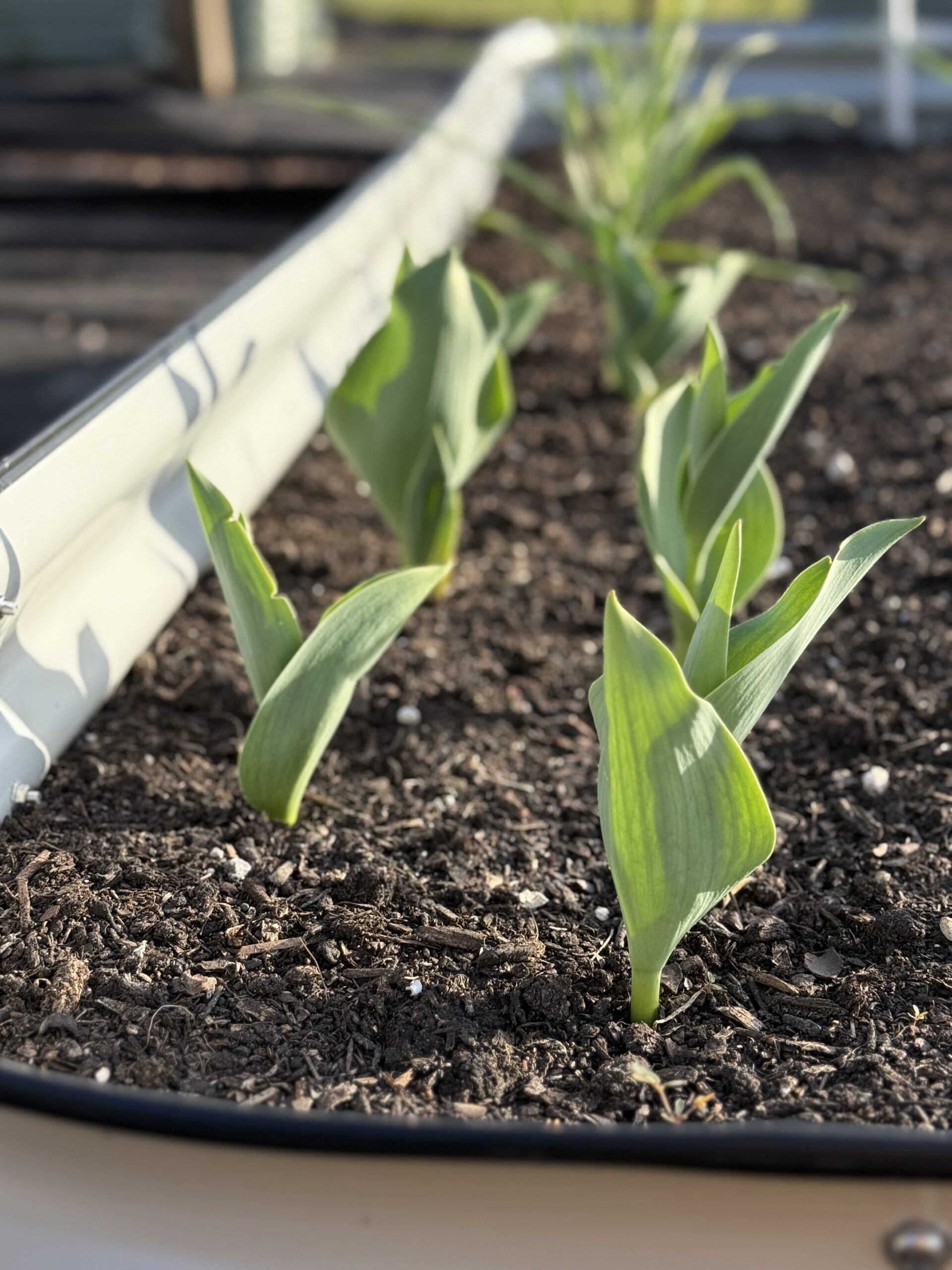 How to Grow and Care for Tulips - littlehousesimpleliving.com