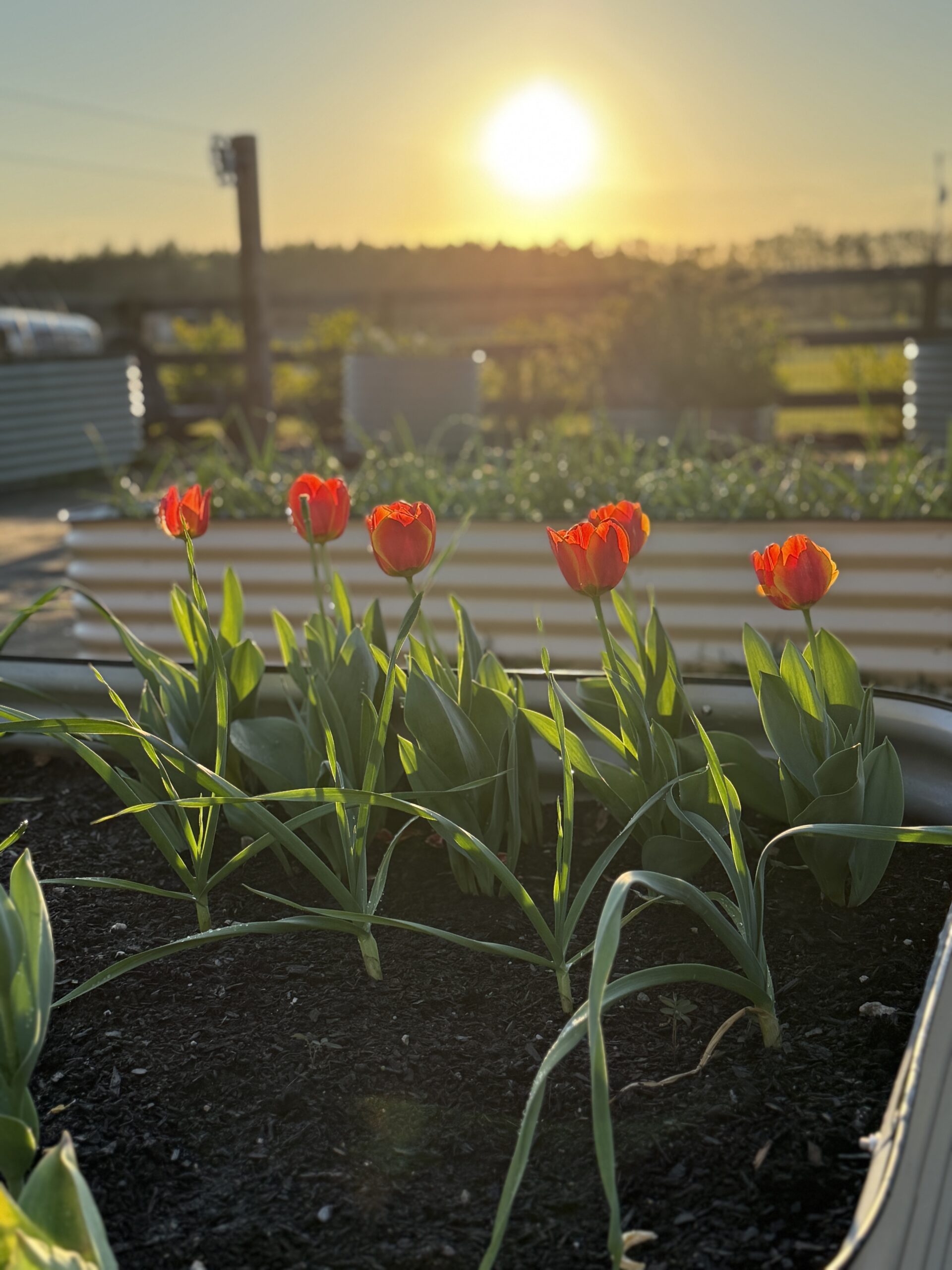 How to Grow and Care for Tulips - littlehousesimpleliving.com