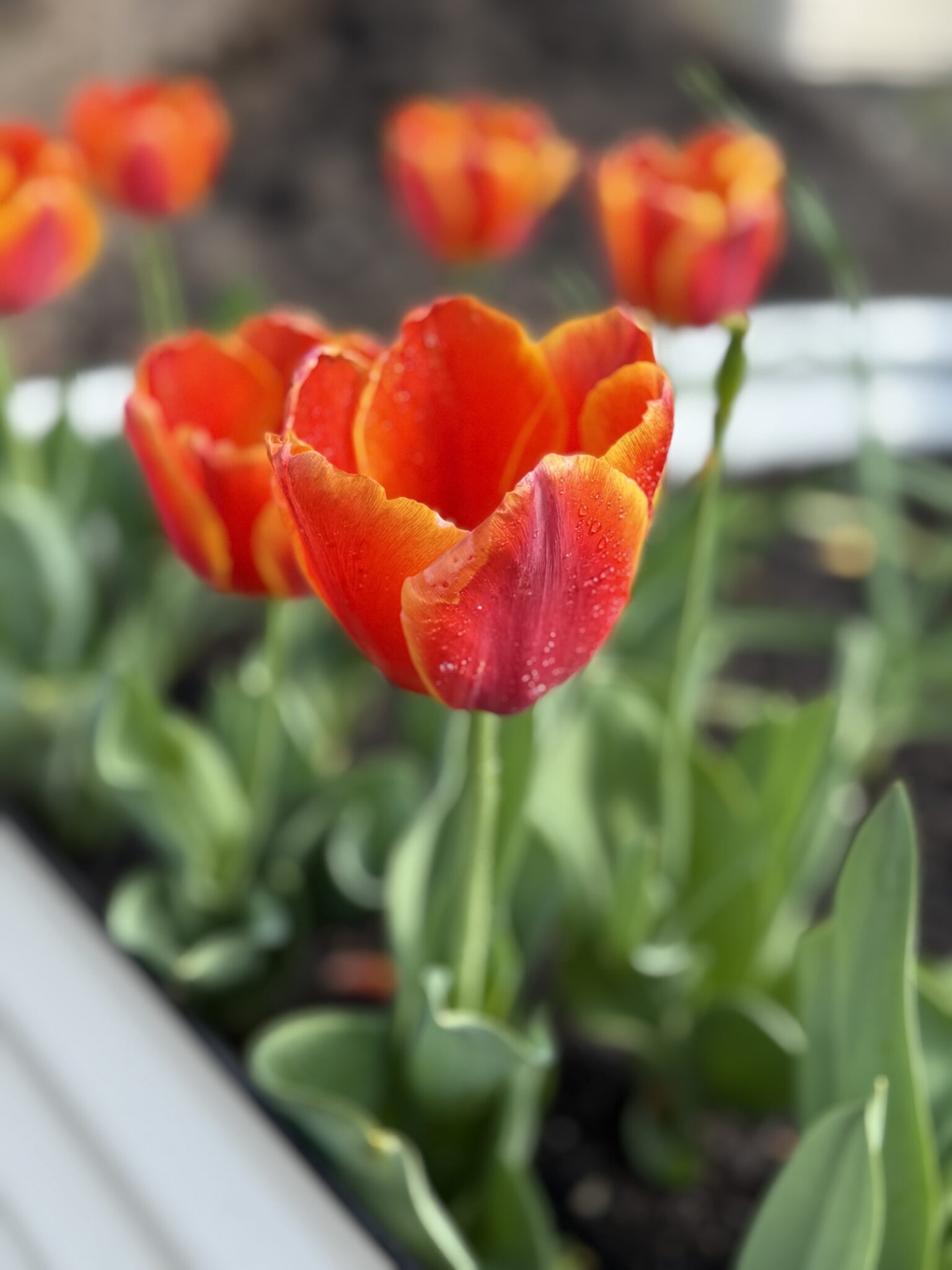 How to Grow and Care for Tulips - littlehousesimpleliving.com